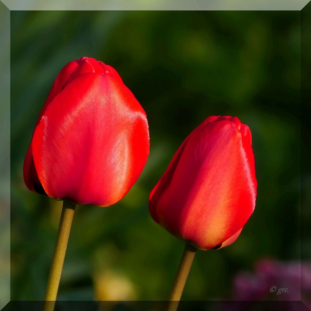 Rote Tulpen Foto & Bild | pflanzen u. s.w., frühling, natur Bilder auf fotocommunity