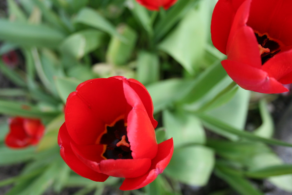 rote Tulpen Foto & Bild | archiv projekte naturchannel, naturprojekte 2008, knospen & blüten ...