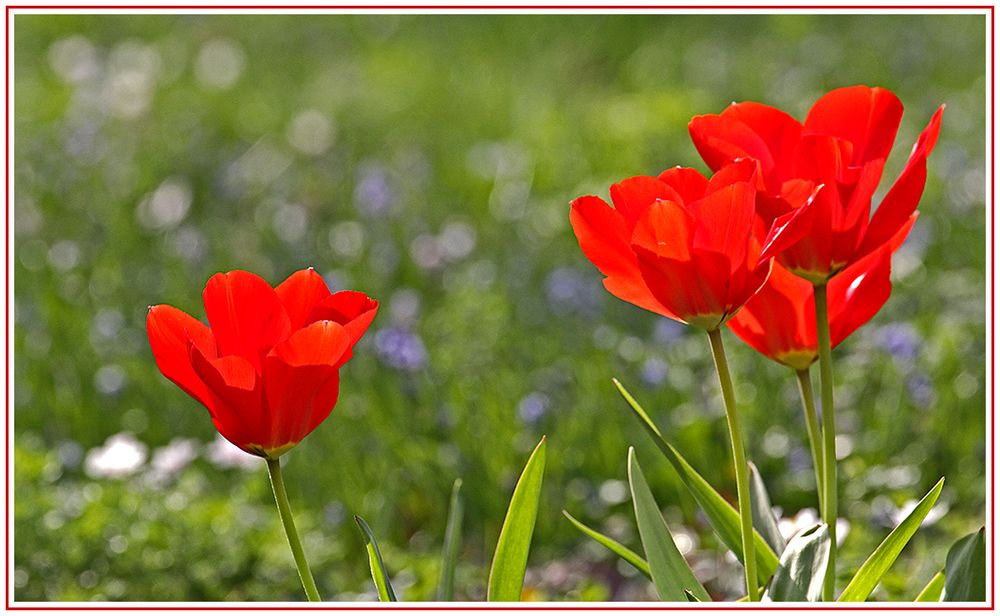 Rote Tulpen Foto & Bild | pflanzen, pilze & flechten, blüten- & kleinpflanzen, blüten Bilder auf ...