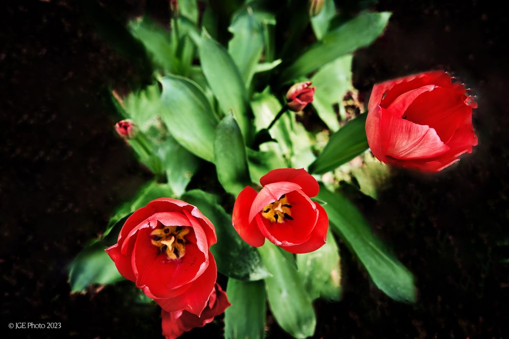 Rote Tulpen im Garten Foto & Bild | pflanzen, pilze & flechten, blüten- & kleinpflanzen, tulpen ...