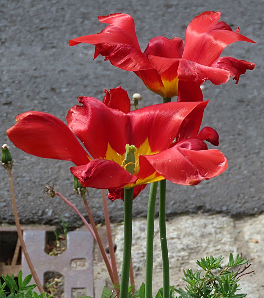 Rote Tulpen im Vergehen, nichts ist ewig.... Foto & Bild | jahreszeiten, frühling, normal-bilder ...