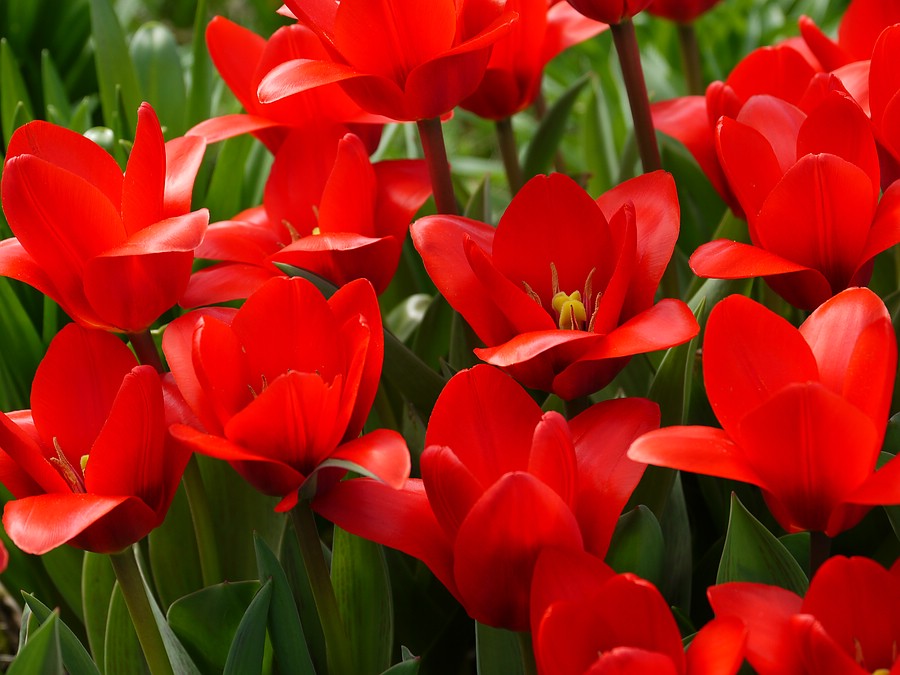 rote Tulpen in voller Blüte Foto & Bild | pflanzen, pilze & flechten, blüten- & kleinpflanzen ...
