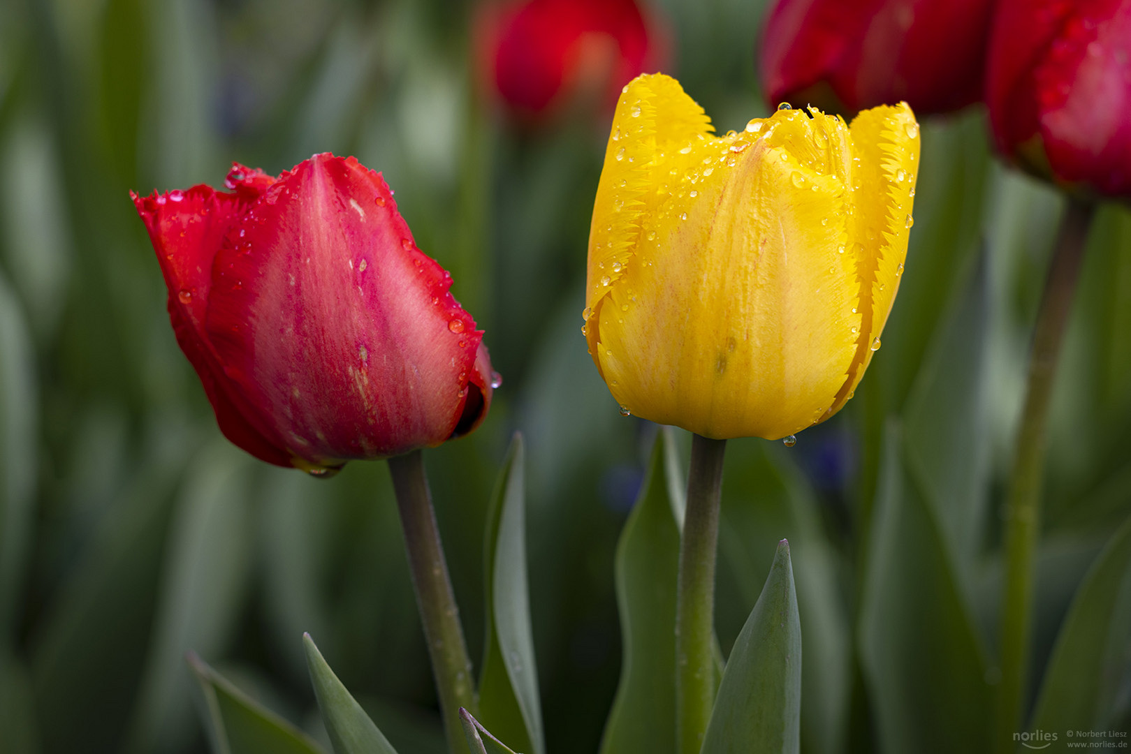 Rote und gelbe Tulpe Foto & Bild | pflanzen, pilze & flechten, blüten- & kleinpflanzen, tulpen ...