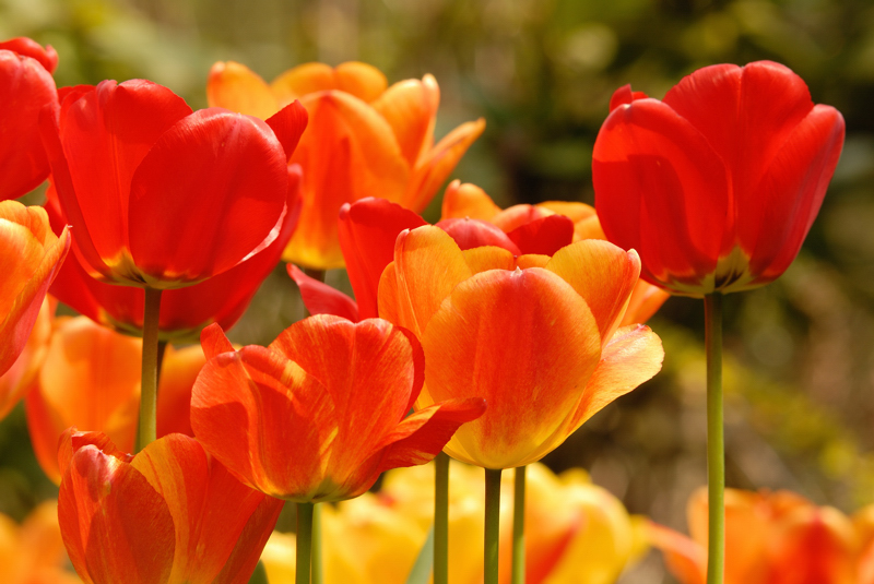 Rote und orange Tulpen Foto & Bild | pflanzen, pilze & flechten, blüten- & kleinpflanzen, tulpen ...