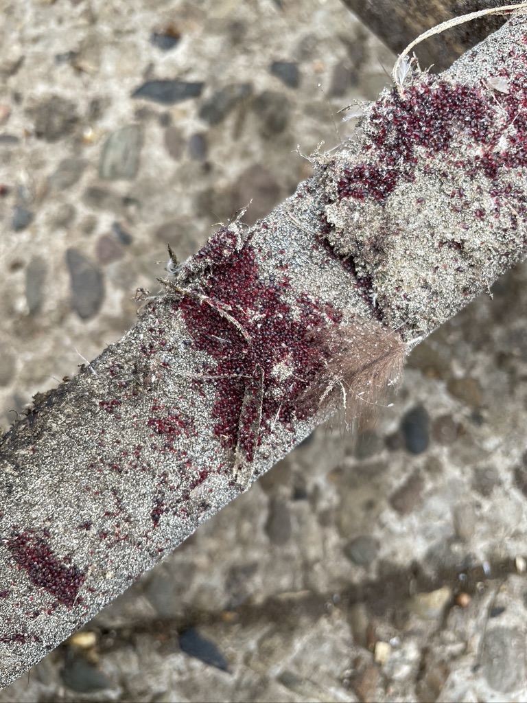 Rote Vogelmilben Foto & Bild | tiere, wildlife, insekten Bilder auf ...