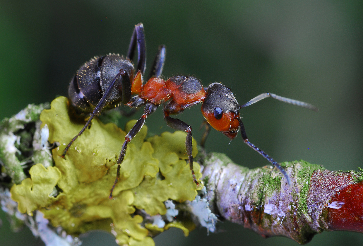 Rote Waldameise (Formica rufa) Foto & Bild | tiere, wildlife, insekten ...