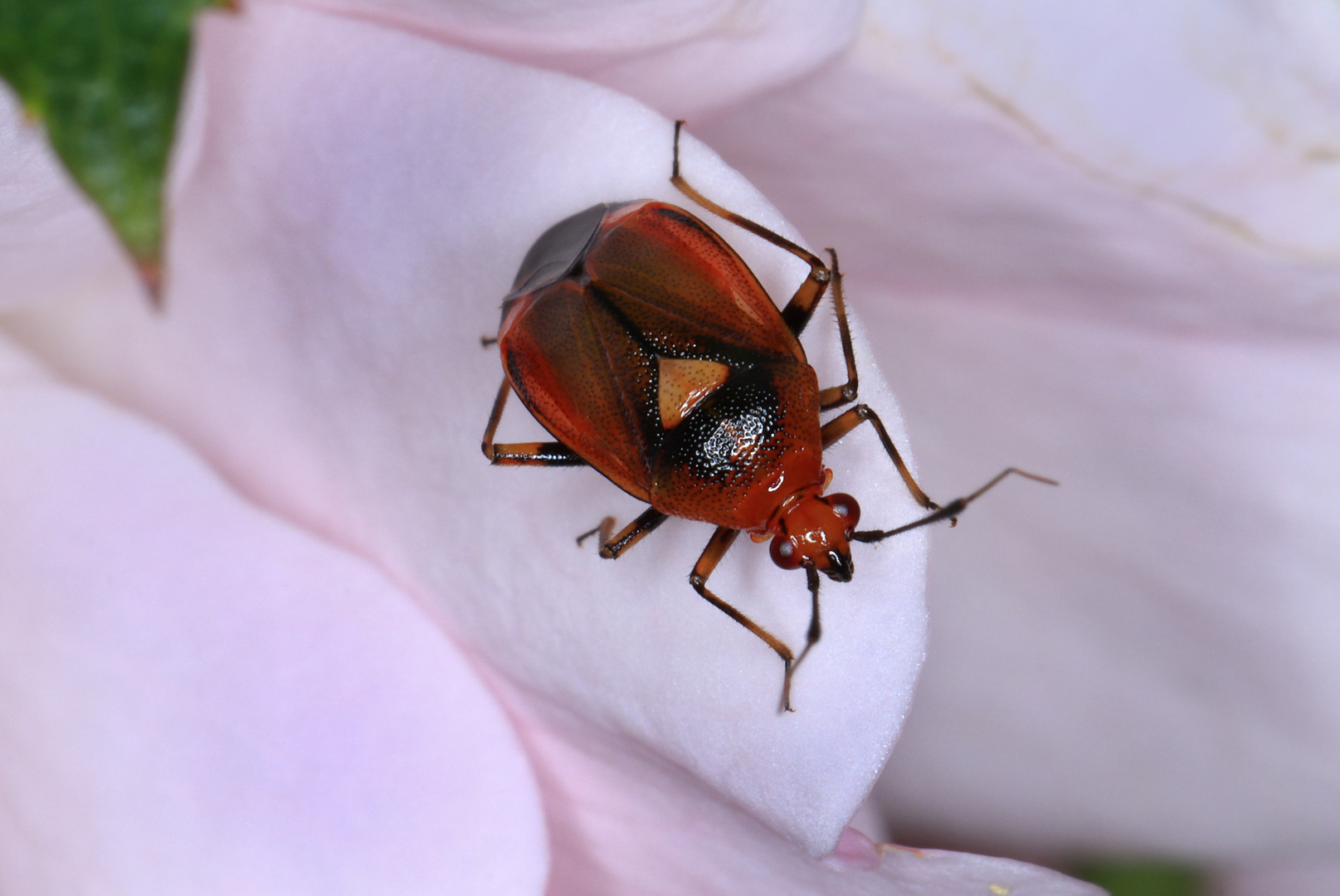 Rote Weichwanze, Mirid bug, Deraeocoris ruber Foto & Bild | natur ...