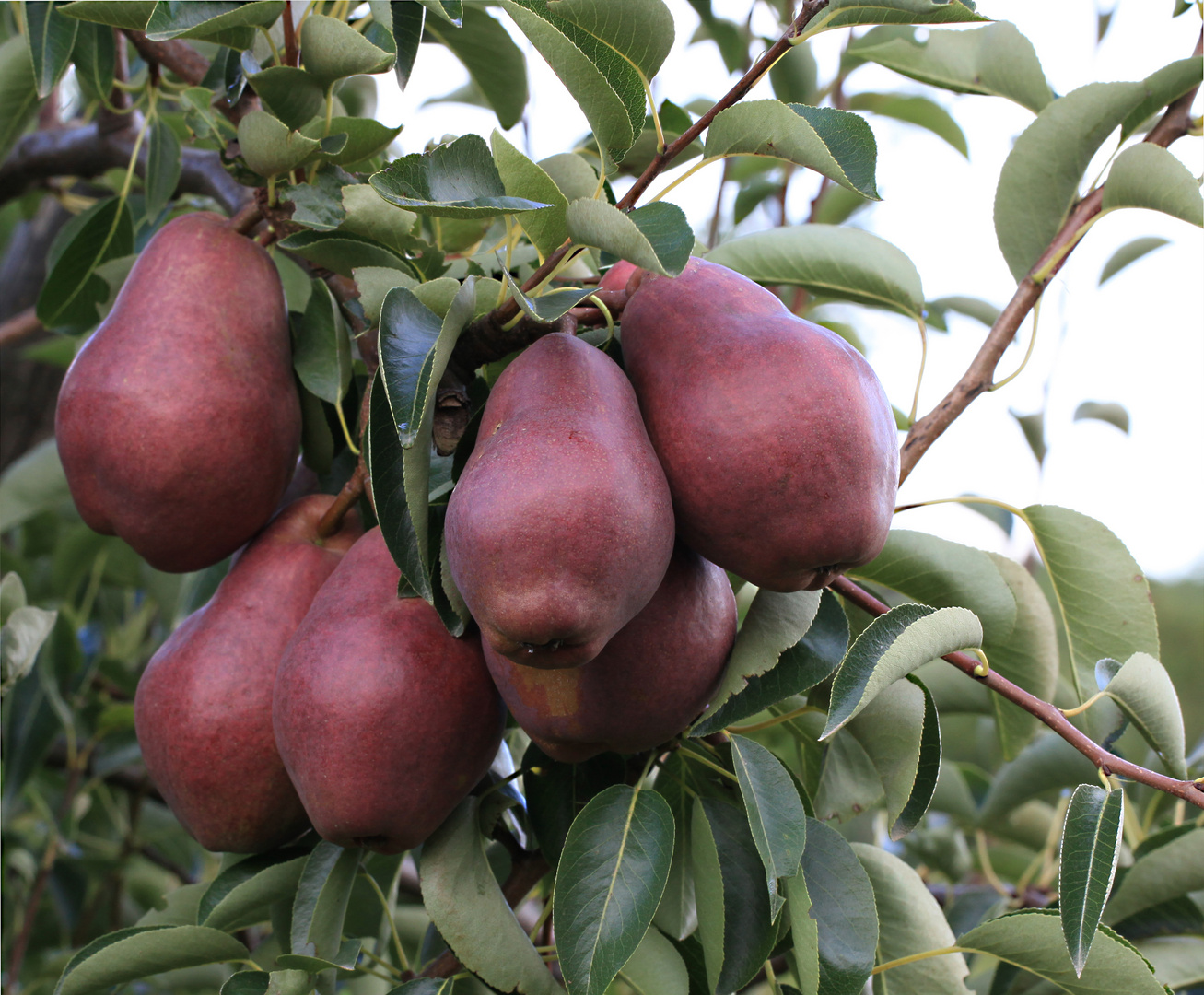 Rote Williams Birne Foto & Bild | pflanzen, pilze & flechten, bäume ...