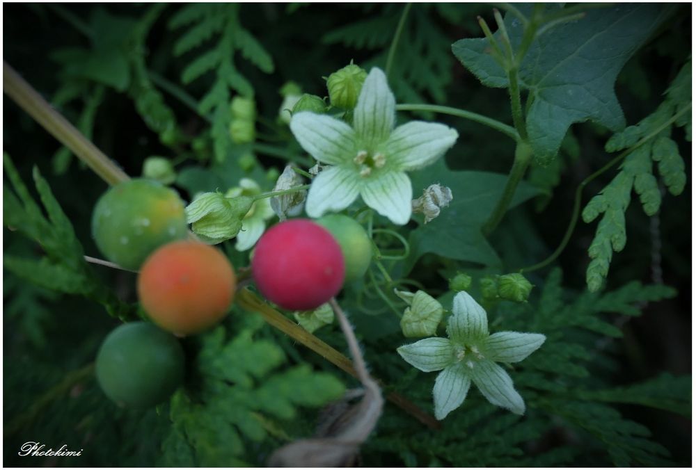 Rote Zaunrübe Foto And Bild Pflanzen Pilze And Flechten Blüten