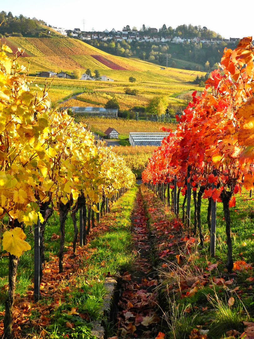 Rotenberg Foto & Bild | jahreszeiten, herbst, nature Bilder auf ...