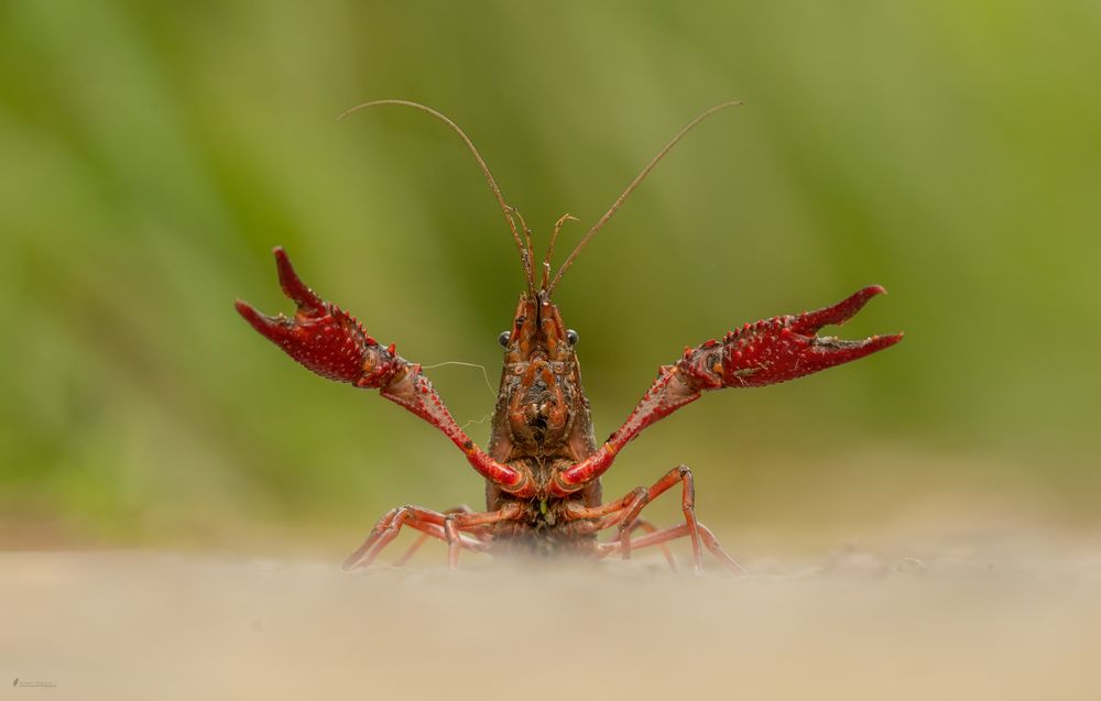 Roter Amerikanischer Sumpfkrebs Foto & Bild | tiere, natur, wildlife ...