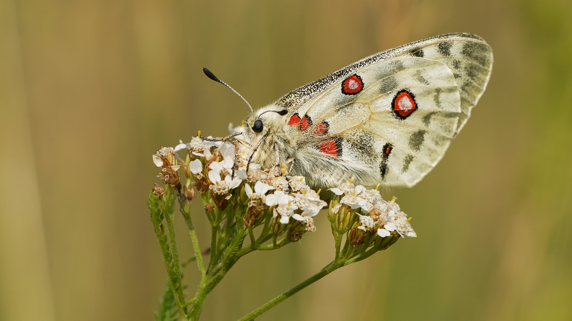 Roter Apollofalter Foto & Bild | natur, schmetterling, insekten Bilder ...