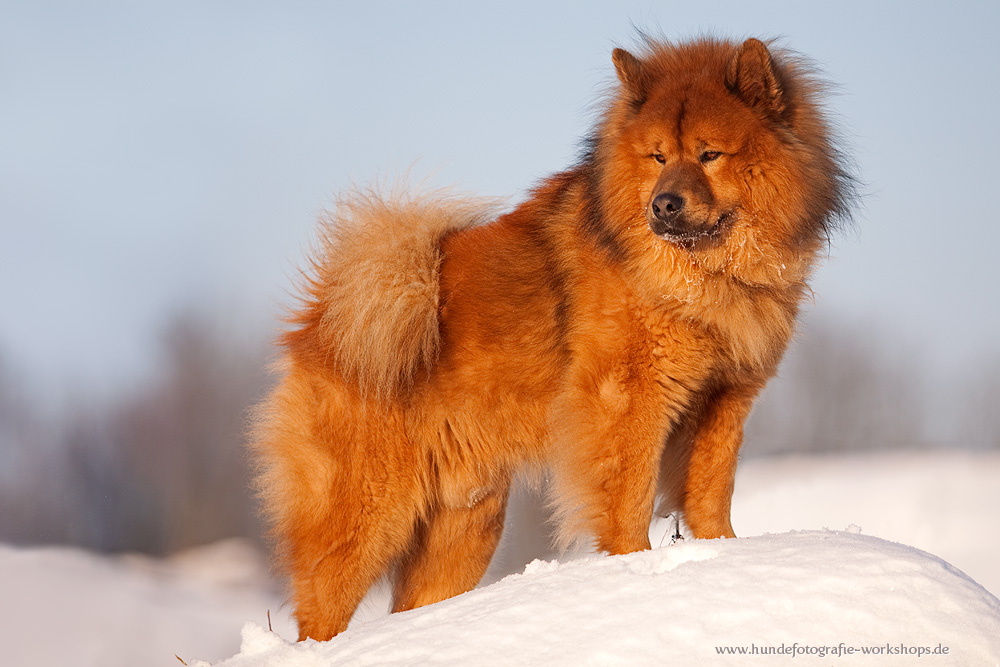 Roter Eurasier-Rüde Foto & Bild | tiere, haustiere, hunde Bilder auf ...