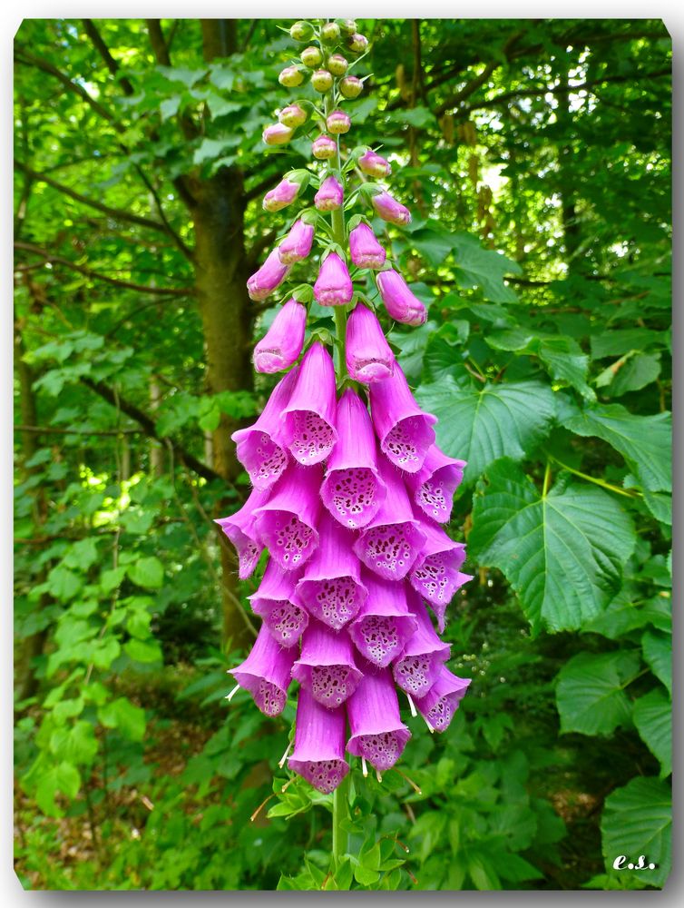 Roter Fingerhut. Foto & Bild | pflanzen, pilze & flechten, blüten ...
