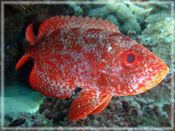 Roter Fisch.... Foto & Bild | unterwasser, uw-salzwasser, natur-kreativ ...