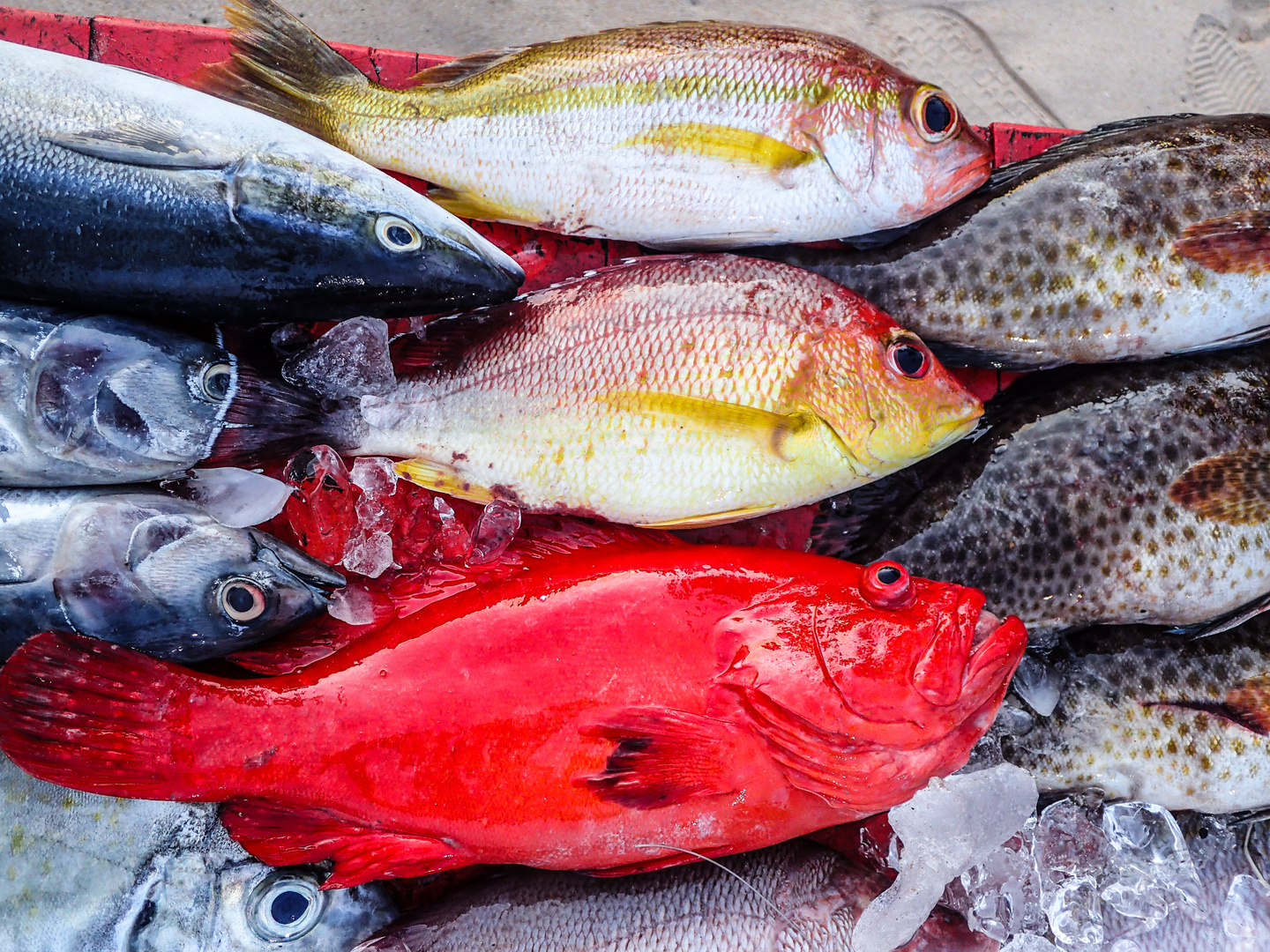 Roter Fisch Foto & Bild | sri lanka 2016/19, rot, hafen Bilder auf ...