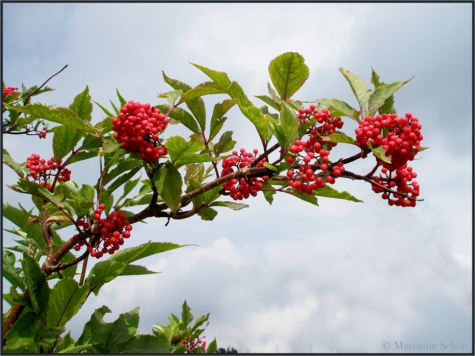 Roter Holunder... Foto & Bild | pflanzen, pilze & flechten, früchte und ...