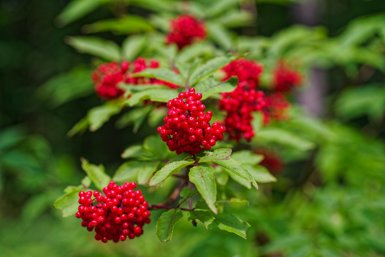 Roter Holunder Foto & Bild | wald, sommer, natur Bilder auf fotocommunity