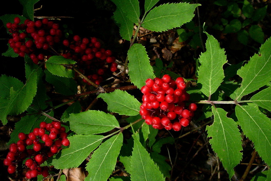 Roter Holunder Foto & Bild | jahreszeiten, sommer, natur Bilder auf ...
