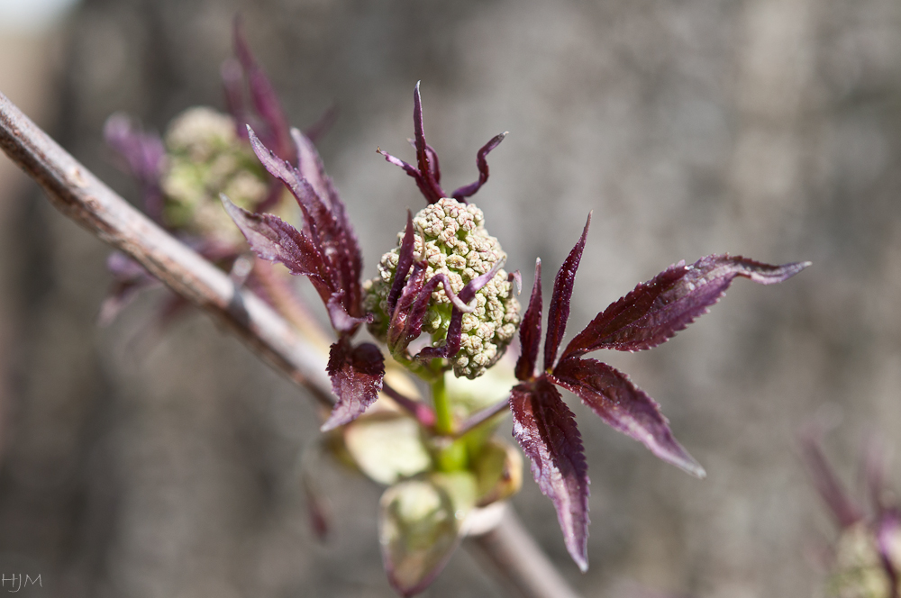 Roter Holunder Foto & Bild | natur, pflanzen, sträucher Bilder auf ...