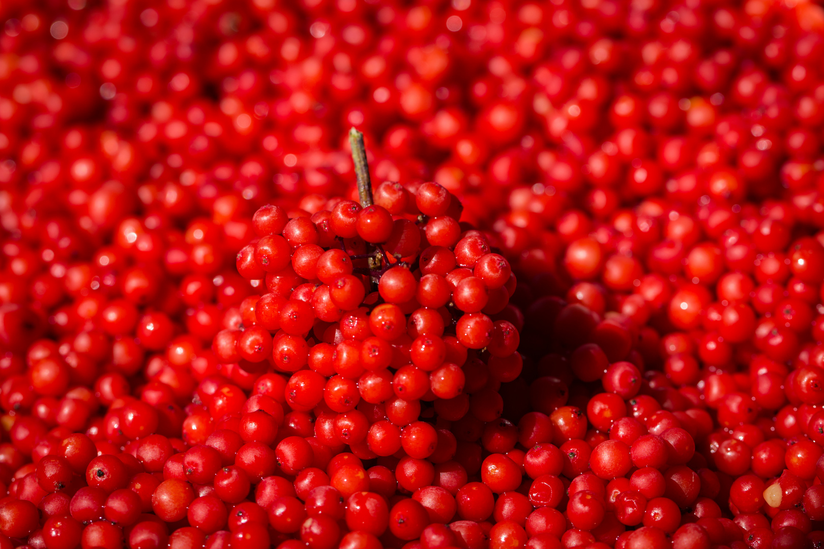 Roter Holunder_1 Foto & Bild | pflanzen, pilze & flechten, früchte und ...