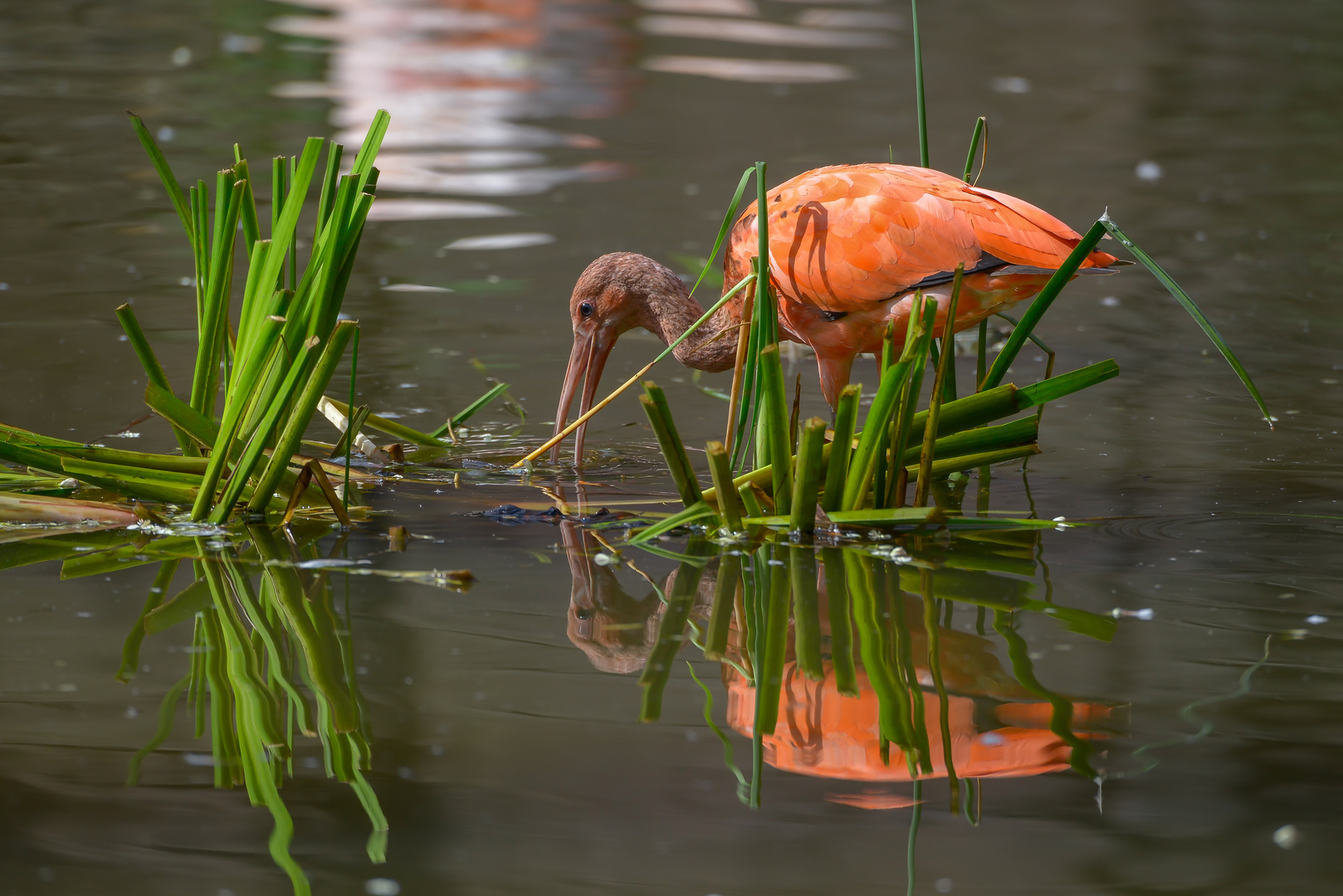 Roter Ibis Foto & Bild | wasser, natur, vogel Bilder auf fotocommunity