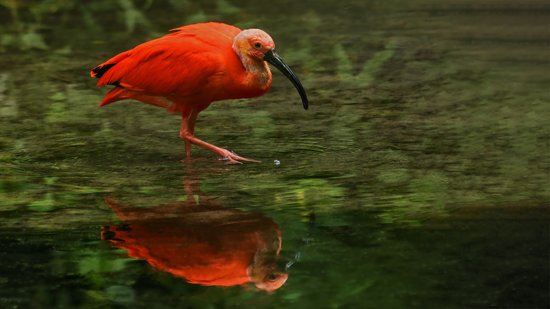 Roter Ibis Foto & Bild | landschaft, lebensräume, sommer Bilder auf ...