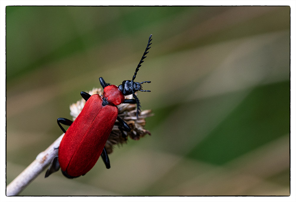 Roter Käfer Foto & Bild | tiere, wildlife, insekten Bilder auf ...