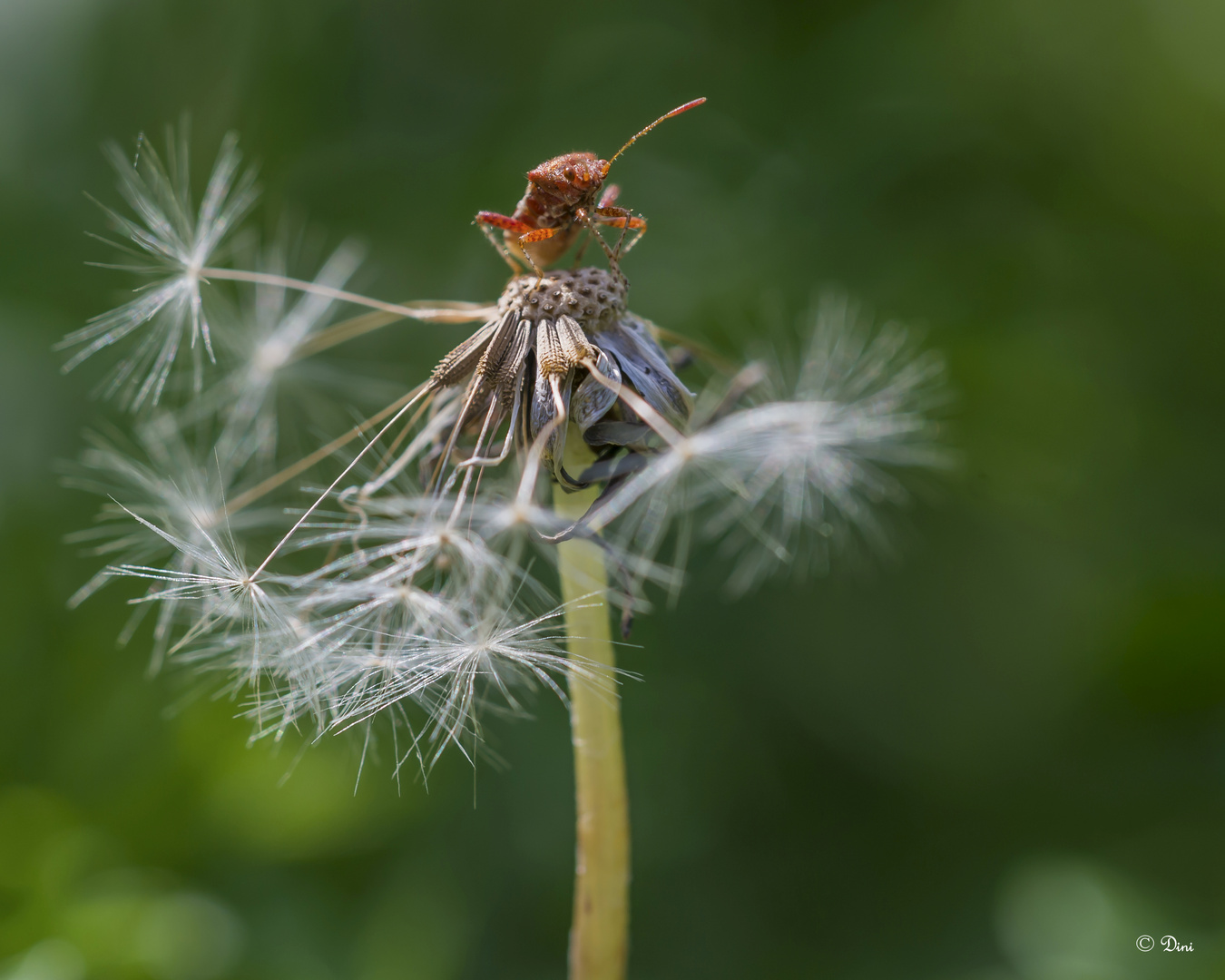 Roter Käfer Foto & Bild | natur, schweiz, basel Bilder auf fotocommunity