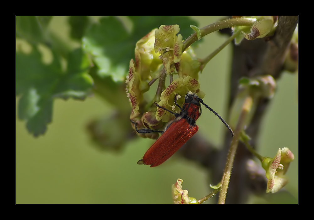 Roter Käfer? Foto & Bild | tiere, wildlife, insekten Bilder auf ...