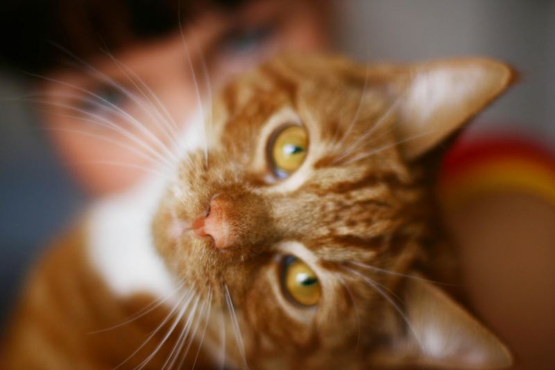 roter kater... mmmm Foto & Bild | tiere, haustiere, katzen Bilder auf fotocommunity