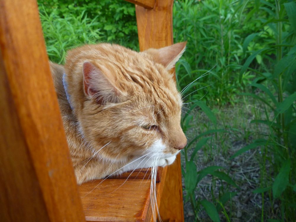 Roter Kater, rote Bank Foto & Bild | tiere, haustiere, katzen Bilder auf fotocommunity