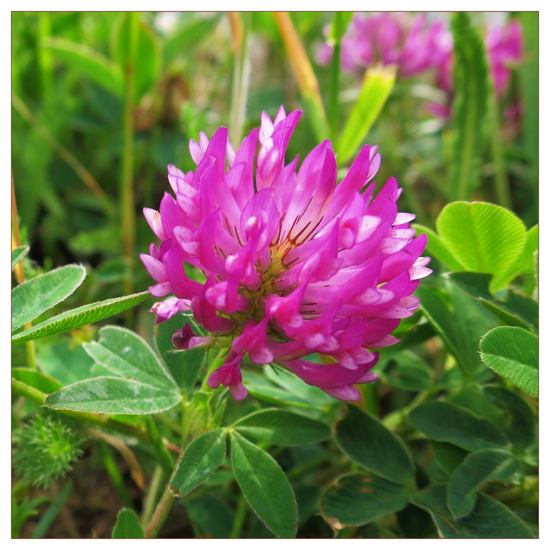 Roter Klee Foto & Bild | spezial, projekte, kreativ- projekte Bilder ...