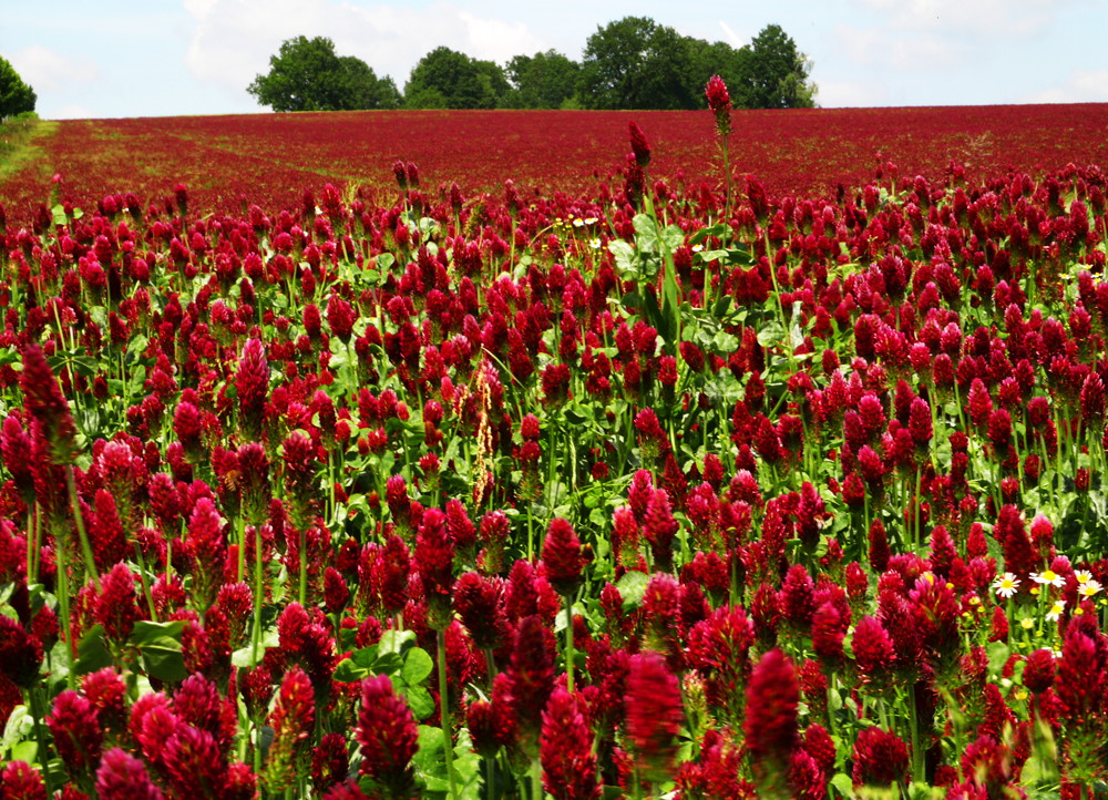 Roter Klee Foto & Bild | landschaft, Äcker, felder & wiesen, natur ...
