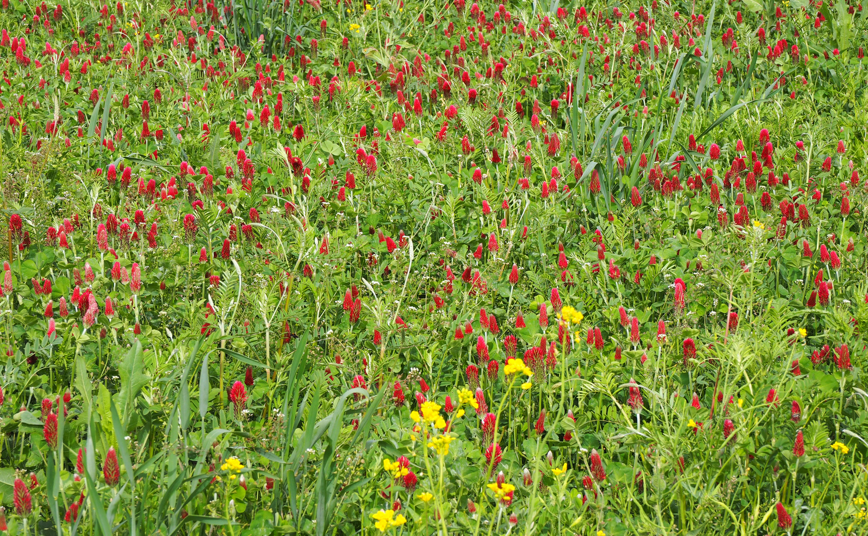 roter klee Foto & Bild | pflanzen, pilze & flechten, blüten ...