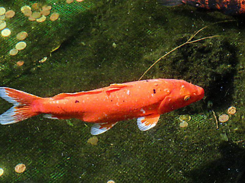 Roter Koi im Botanischen Garten auf Teneriffa Foto & Bild | spain ...