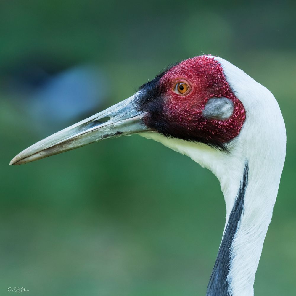 Roter Kopf Foto & Bild | tiere, zoo, wildpark & falknerei, vögel Bilder ...