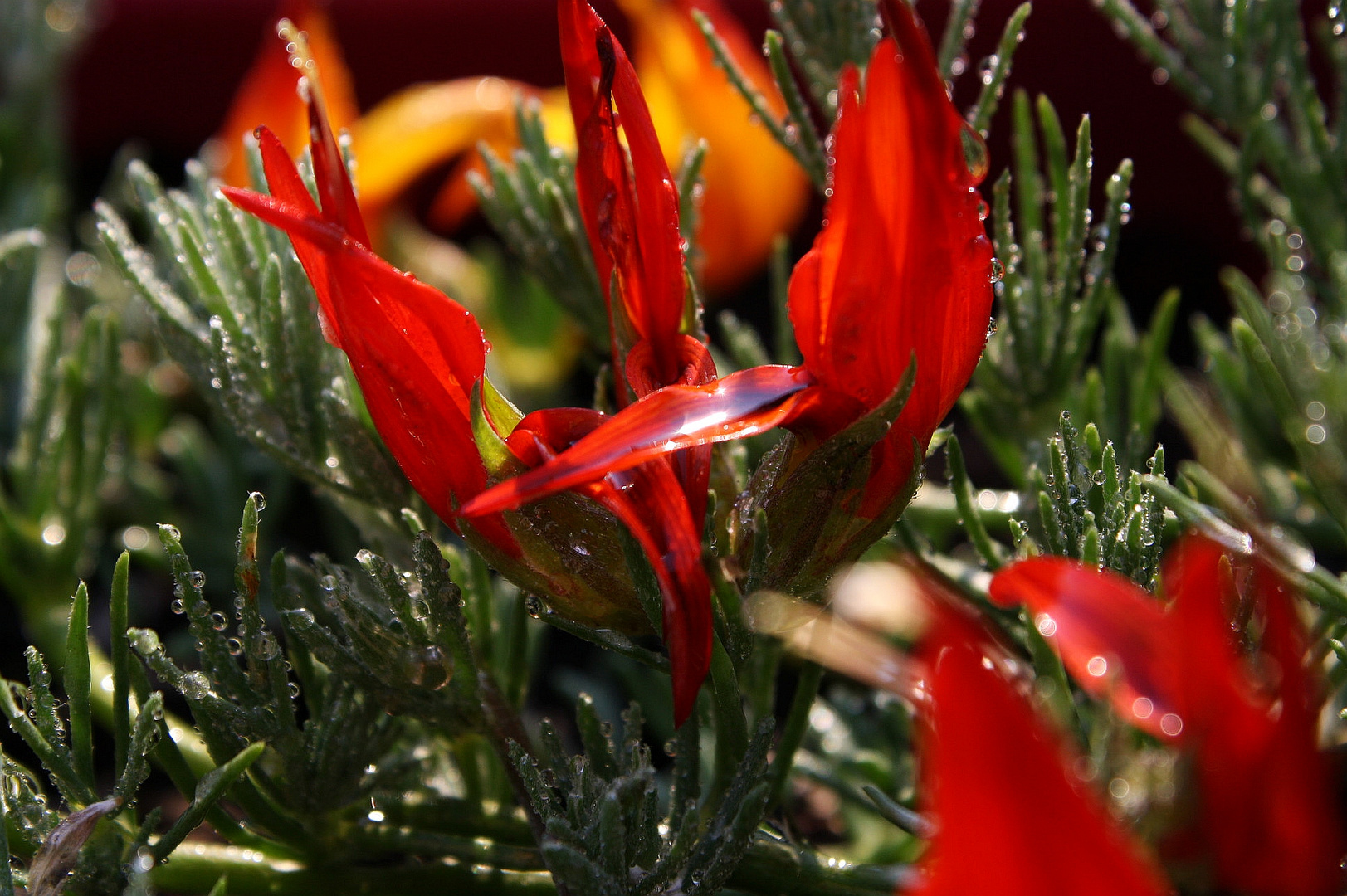 Roter Lotus Foto & Bild | pflanzen, pilze & flechten, blüten ...