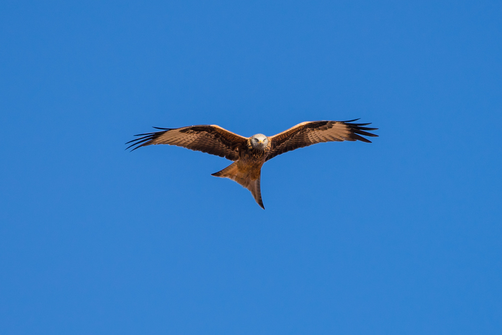 Roter Milan #1 Foto & Bild | tiere, wildlife, wild lebende vögel Bilder ...