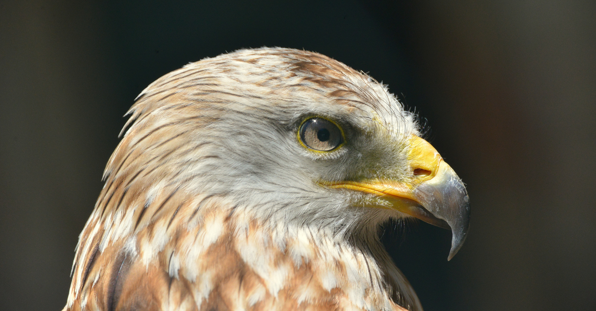Roter Milan Foto & Bild | natur, zoo, tiere Bilder auf fotocommunity