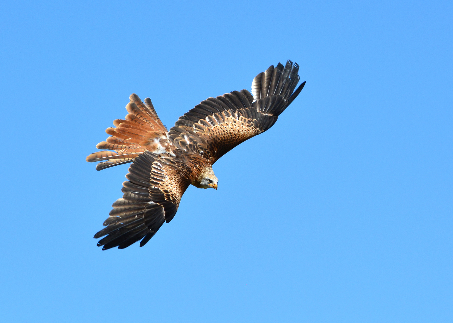 Roter Milan......# Foto & Bild | animaux, vögel/ greifvögel, kasselburg ...