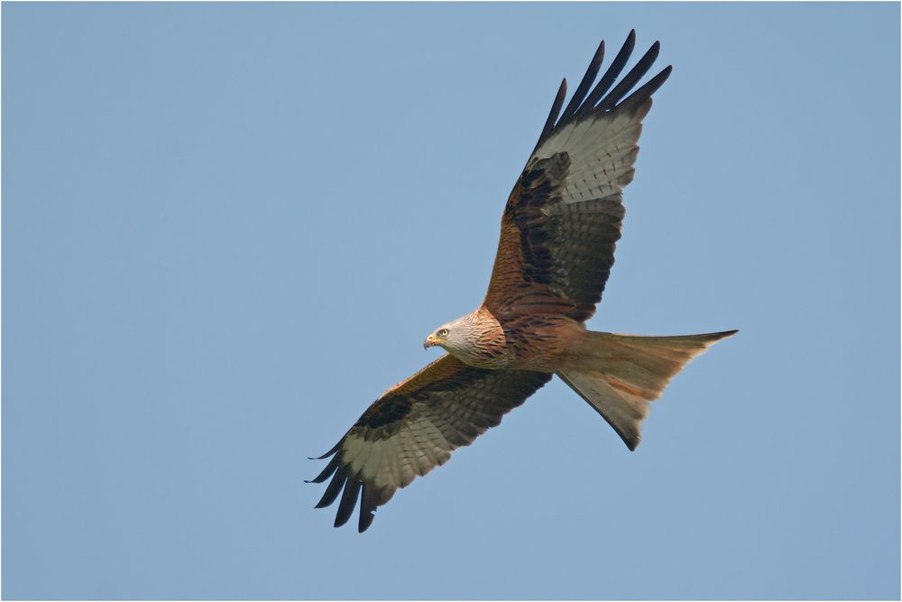 Roter Milan Foto & Bild | tiere, wildlife, wild lebende vögel Bilder ...