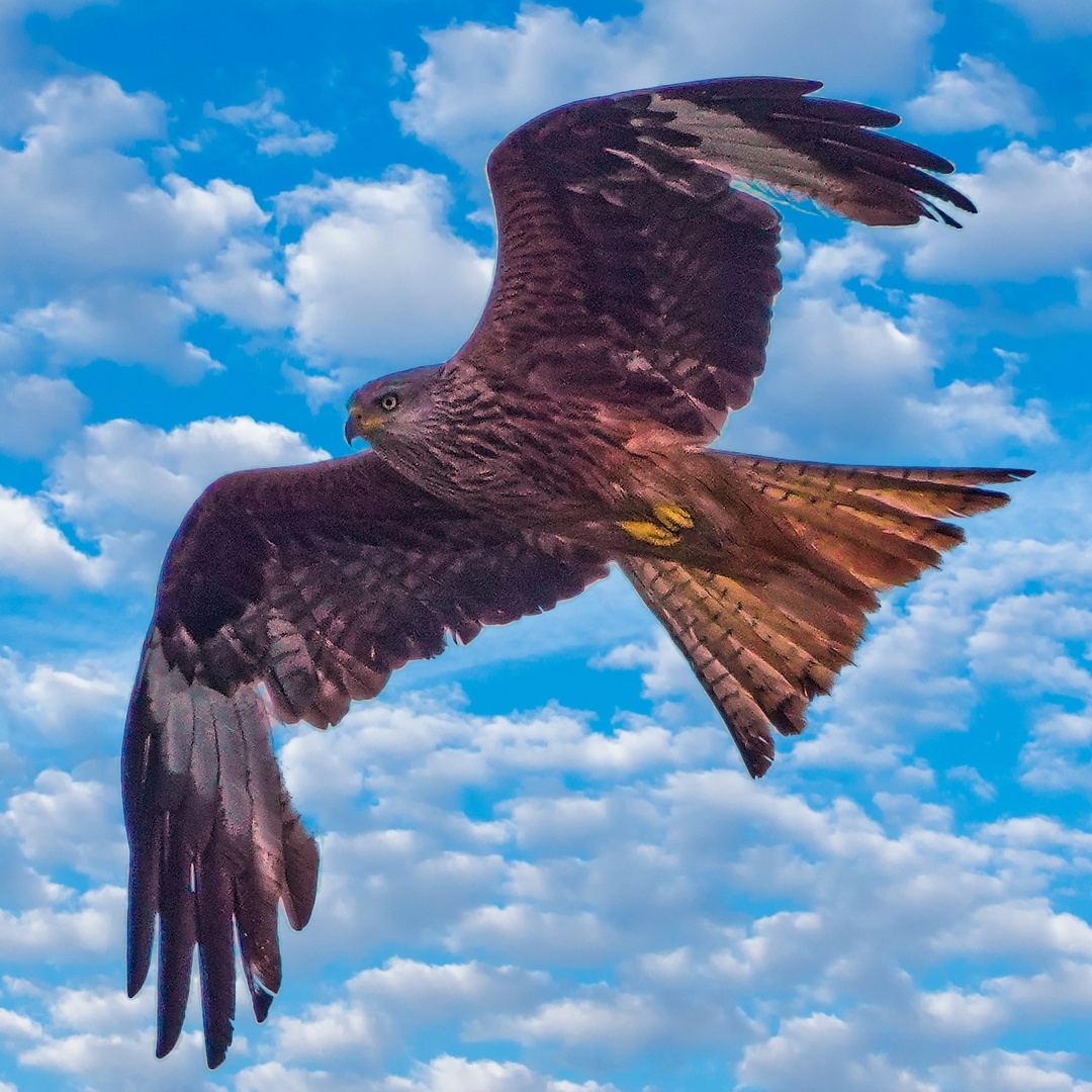 Roter Milan Foto & Bild | natur, landschaft, tiere Bilder auf fotocommunity