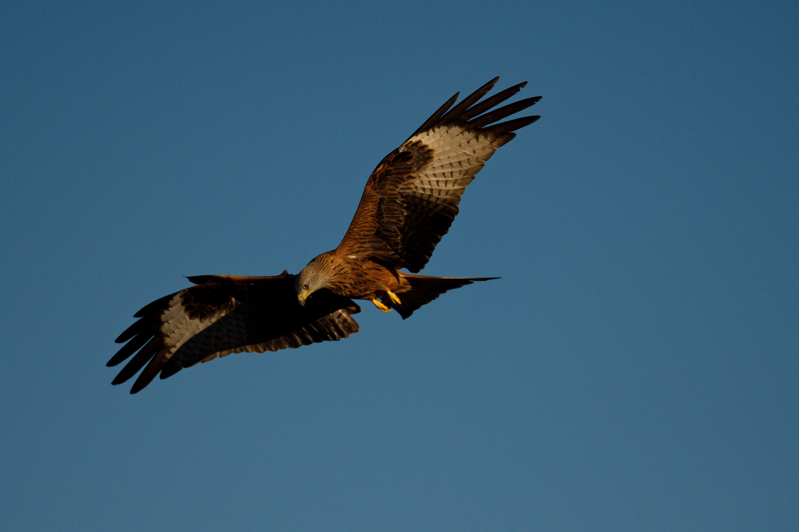 Roter Milan Foto & Bild | spain, world, natur Bilder auf fotocommunity