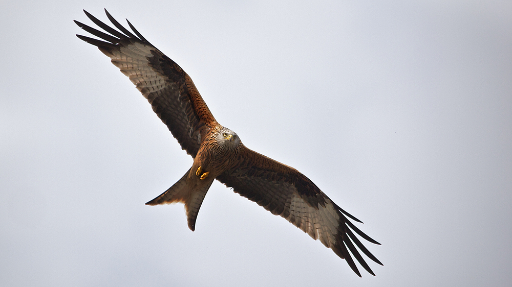 Roter Milan 2011 Foto & Bild | tiere, wildlife, wild lebende vögel ...