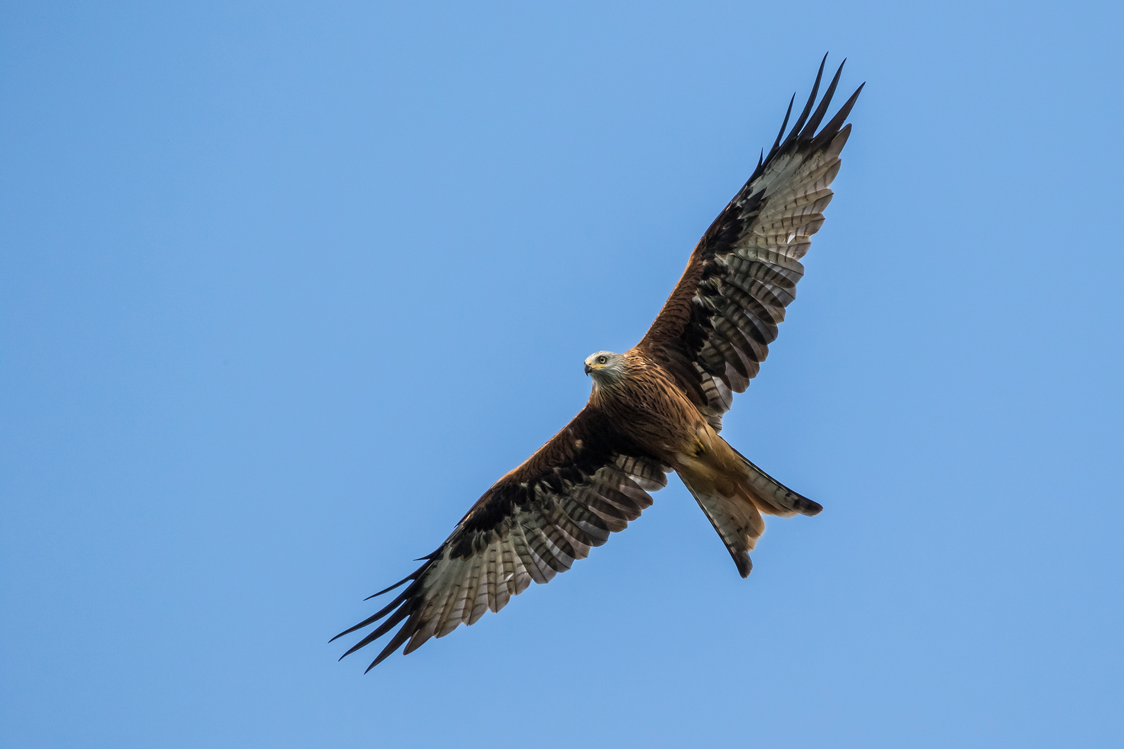 Roter Milan Foto & Bild | natur, tiere, vögel Bilder auf fotocommunity