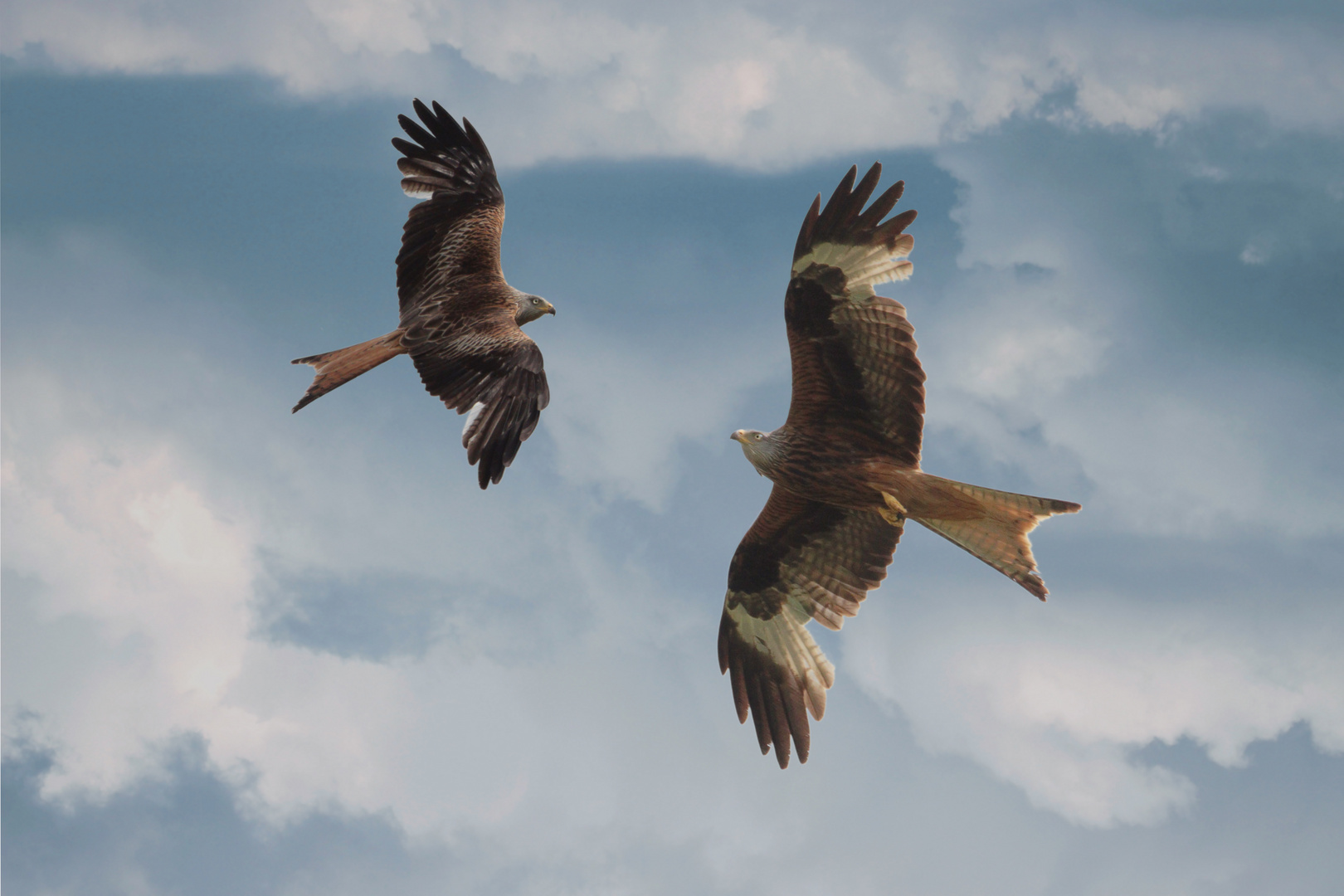 Roter Milan Foto & Bild | natur, greifvogel, naturfoto Bilder auf ...