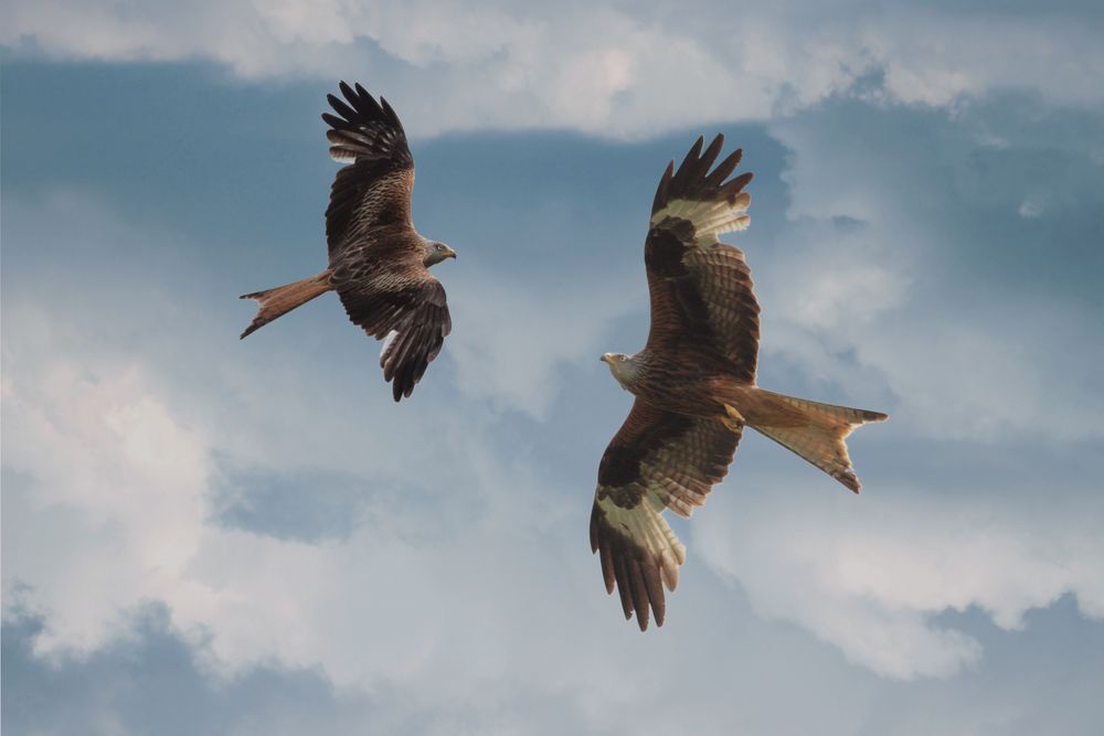 Roter Milan Foto & Bild | natur, greifvogel, naturfoto Bilder auf ...