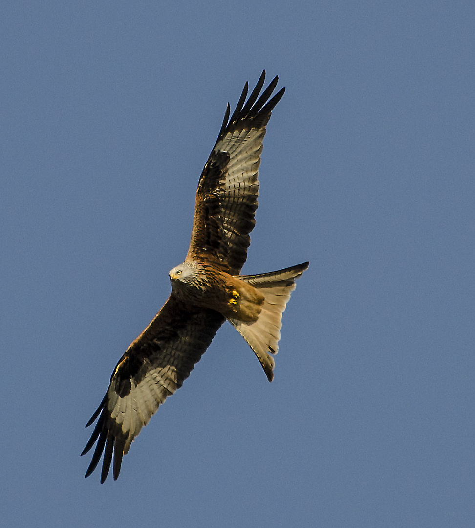 Roter Milan Foto & Bild | tiere, wildlife, wild lebende vögel Bilder ...