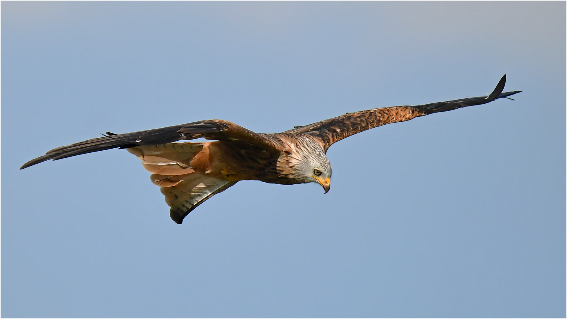 Roter Milan Foto & Bild | tiere, wildlife, wild lebende vögel Bilder ...